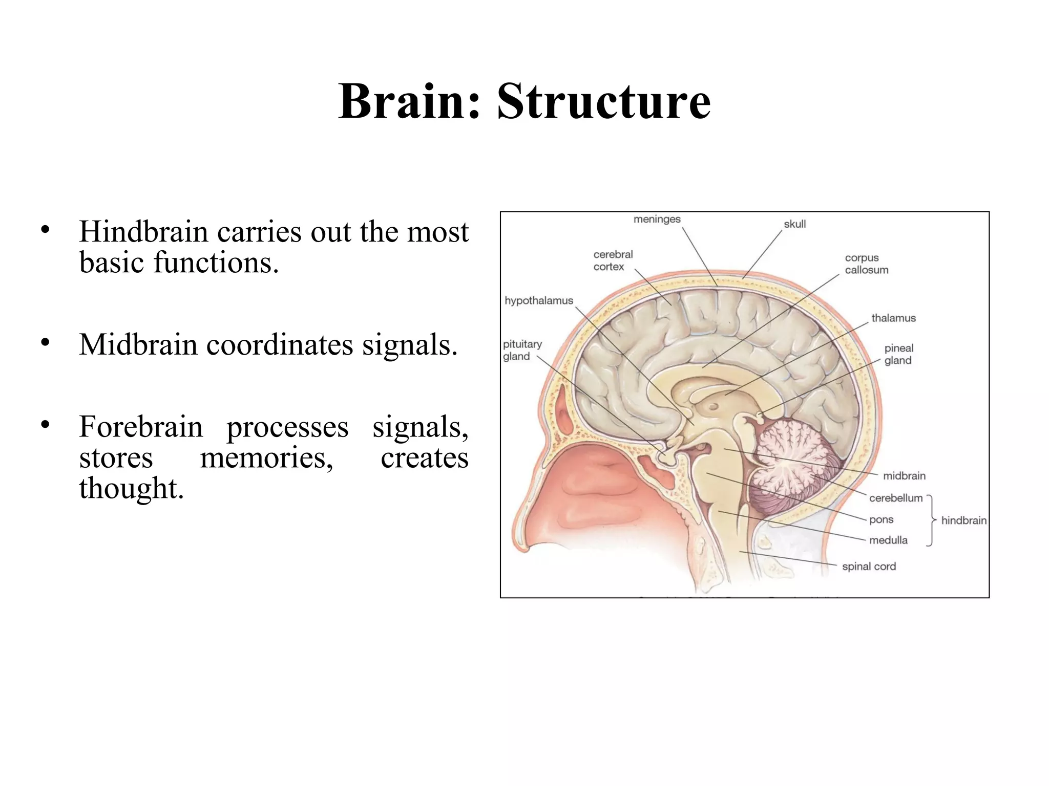 Structure and function of brain | PPT