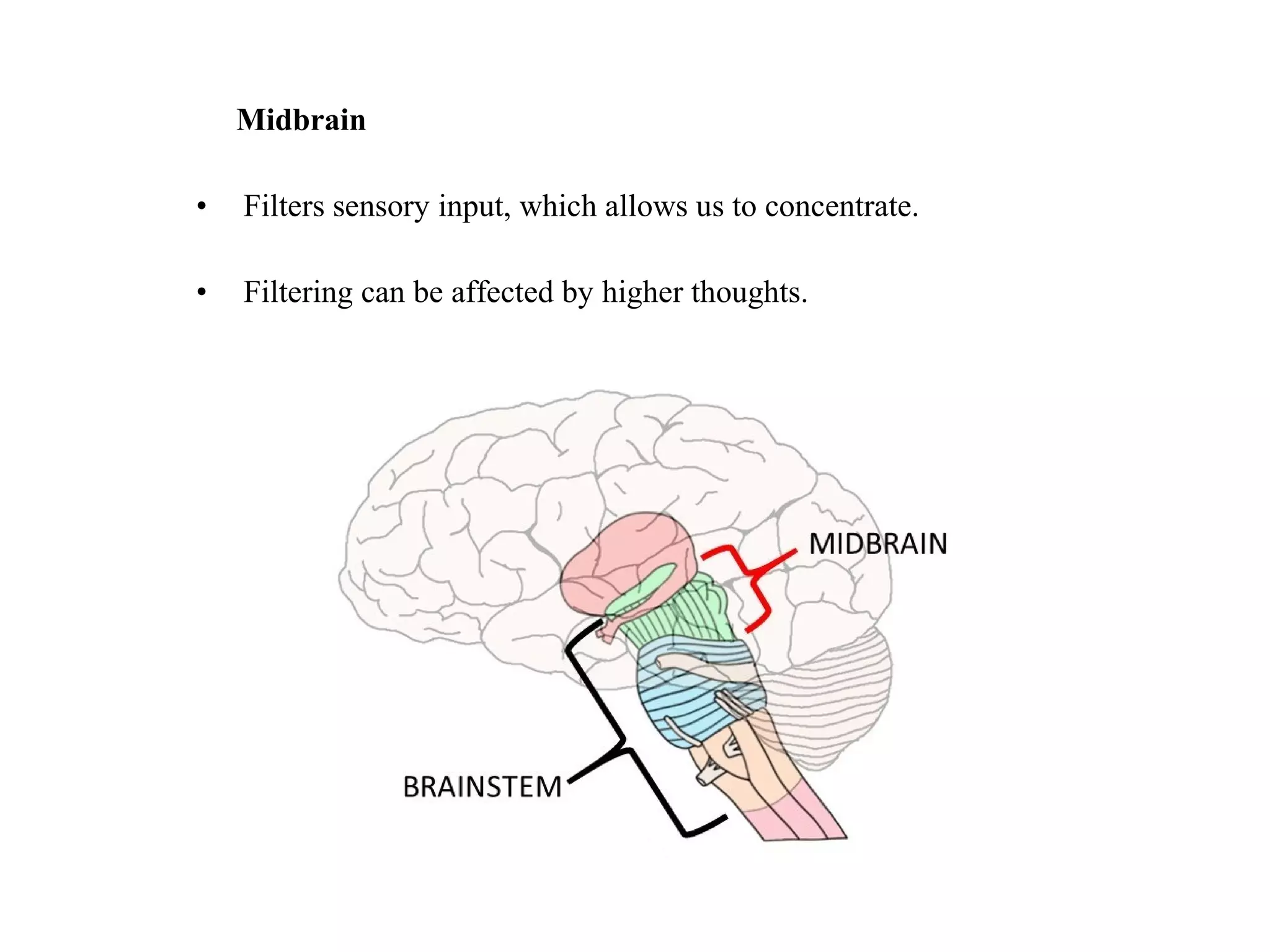 Structure and function of brain | PPT