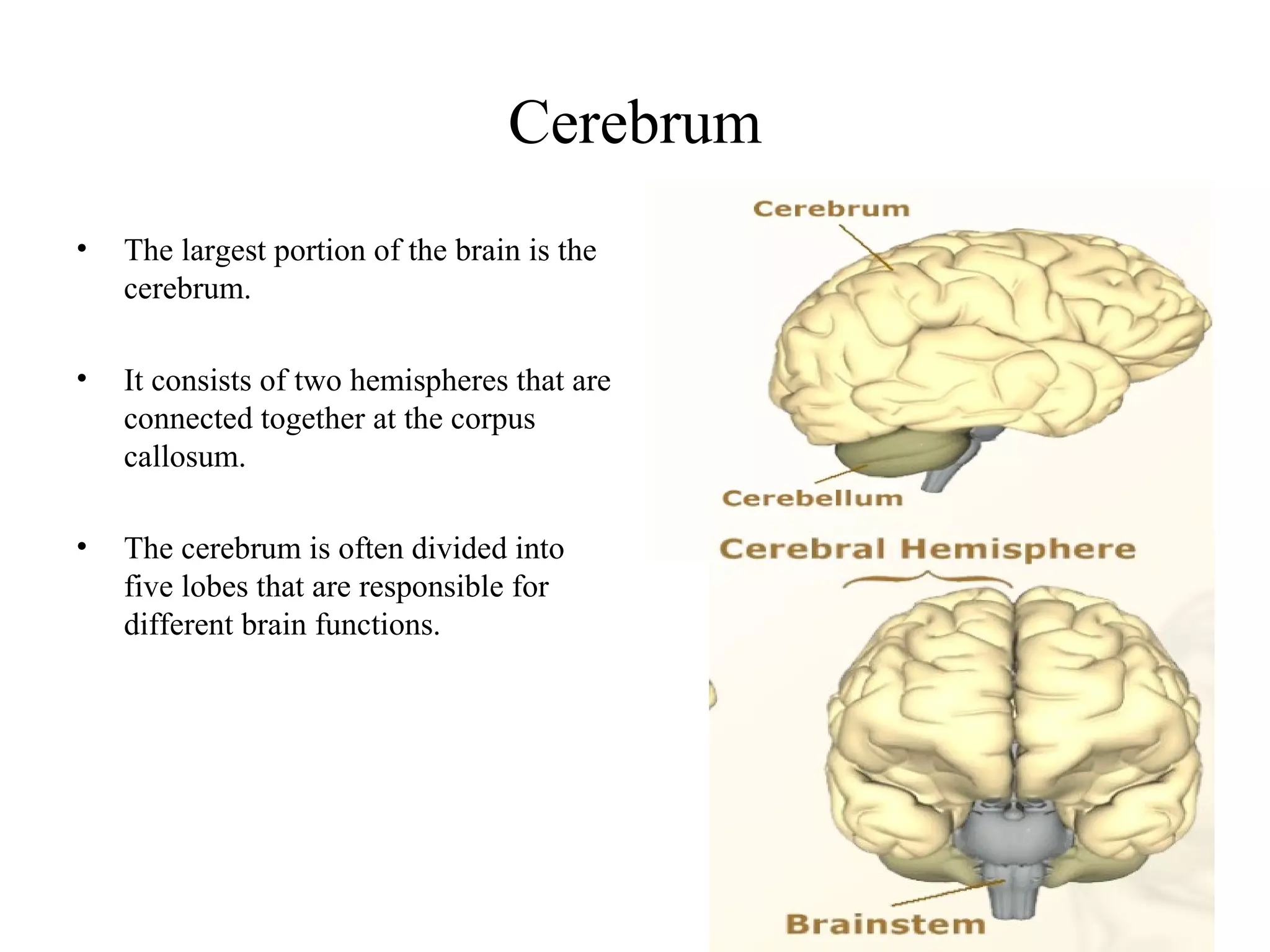 Structure and function of brain | PPT