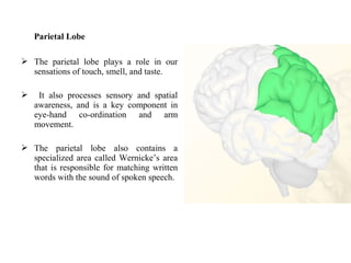 Structure and function of brain | PPT