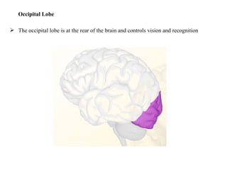 Structure and function of brain | PPT