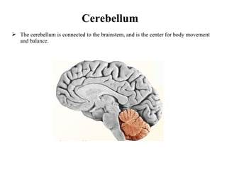 Structure and function of brain | PPT