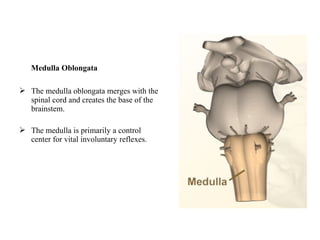 Structure and function of brain | PPT