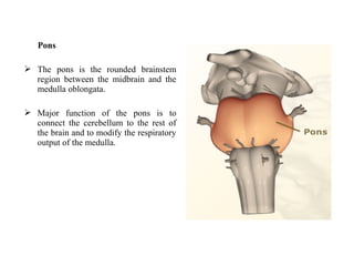 Structure and function of brain | PPT