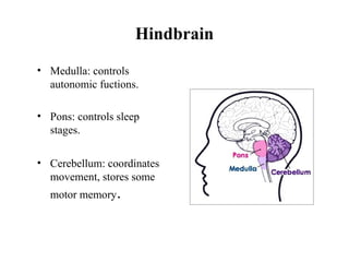 Structure and function of brain | PPT