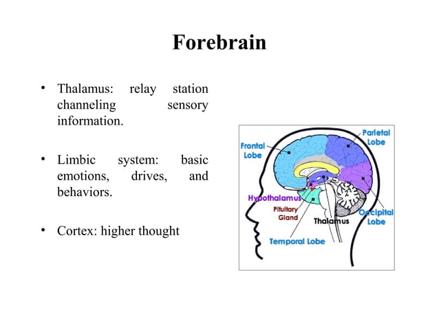 Structure and function of brain | PPT