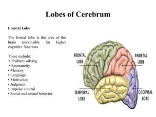 Structure and function of brain | PPT