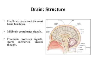 Brain Structure And Function