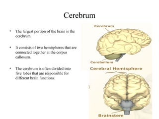 Cerebrum Function