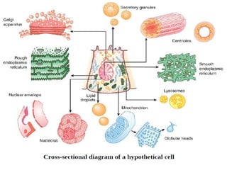 Structure and function of Mammalian cell | PPTX