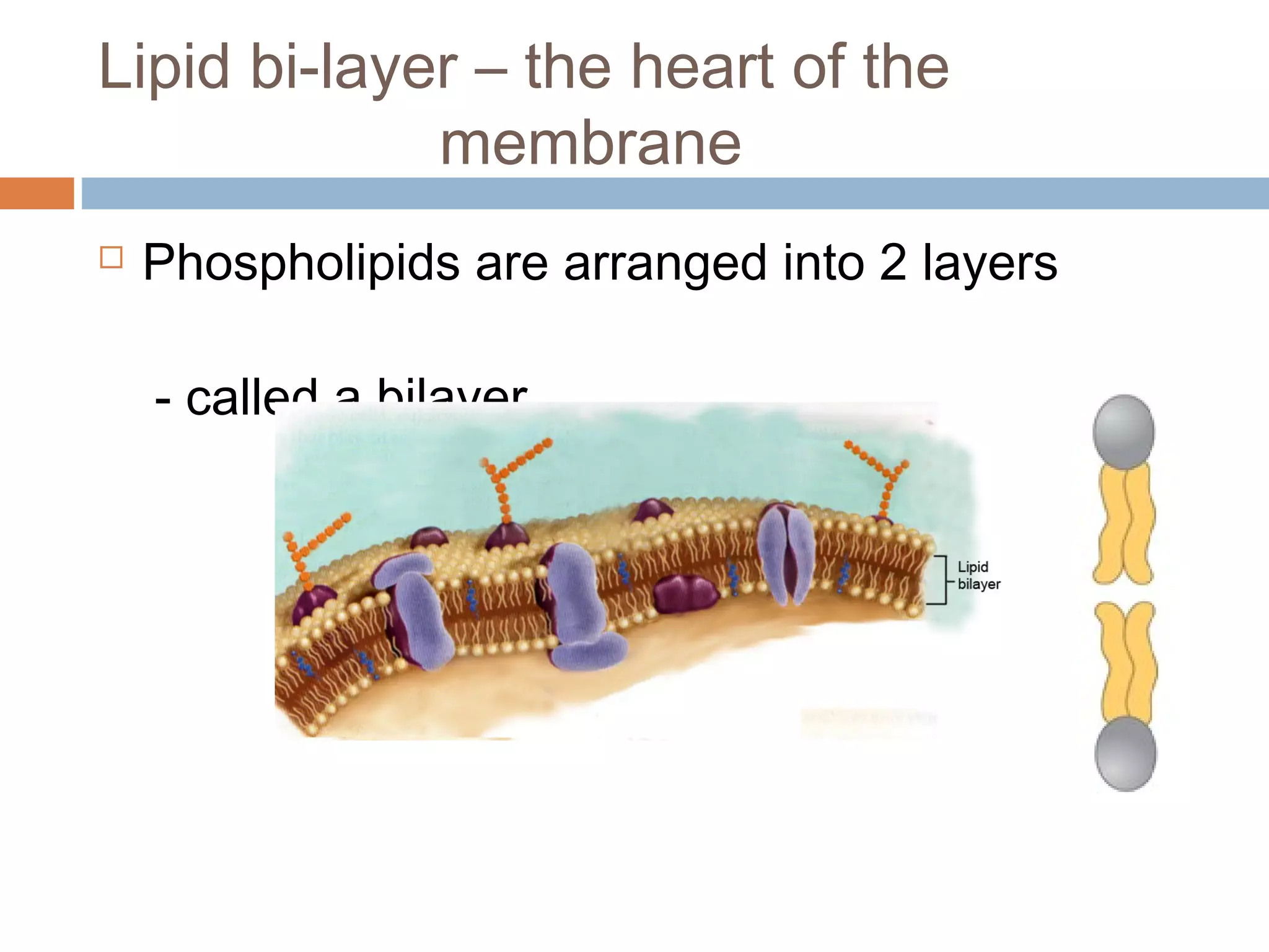 Structure and function of cell membrane | PPT