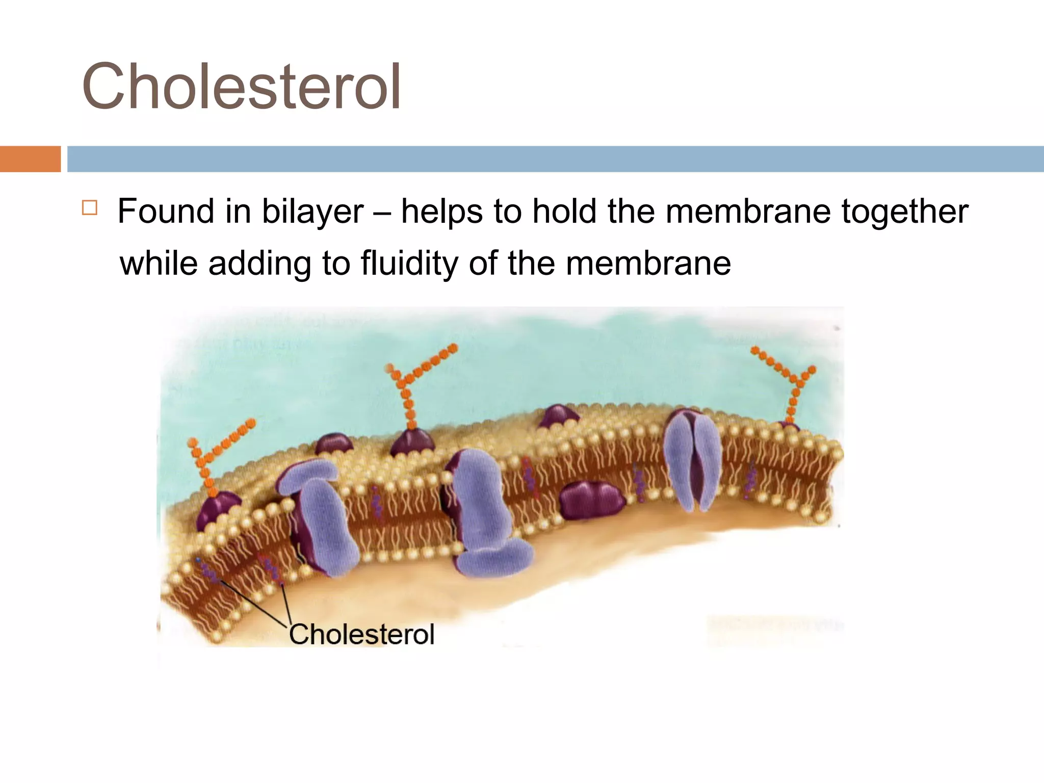 Structure and function of cell membrane | PPT