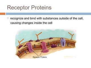 Structure and function of cell membrane | PPT