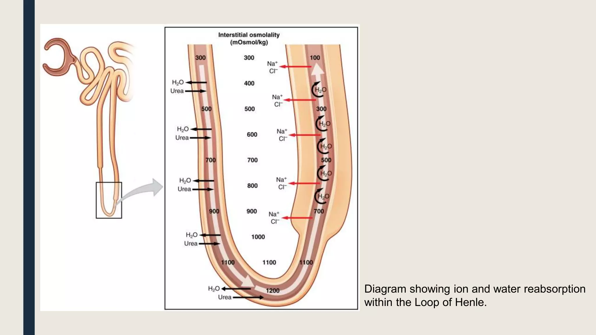 Structure and function of different parts of nephron.pptx