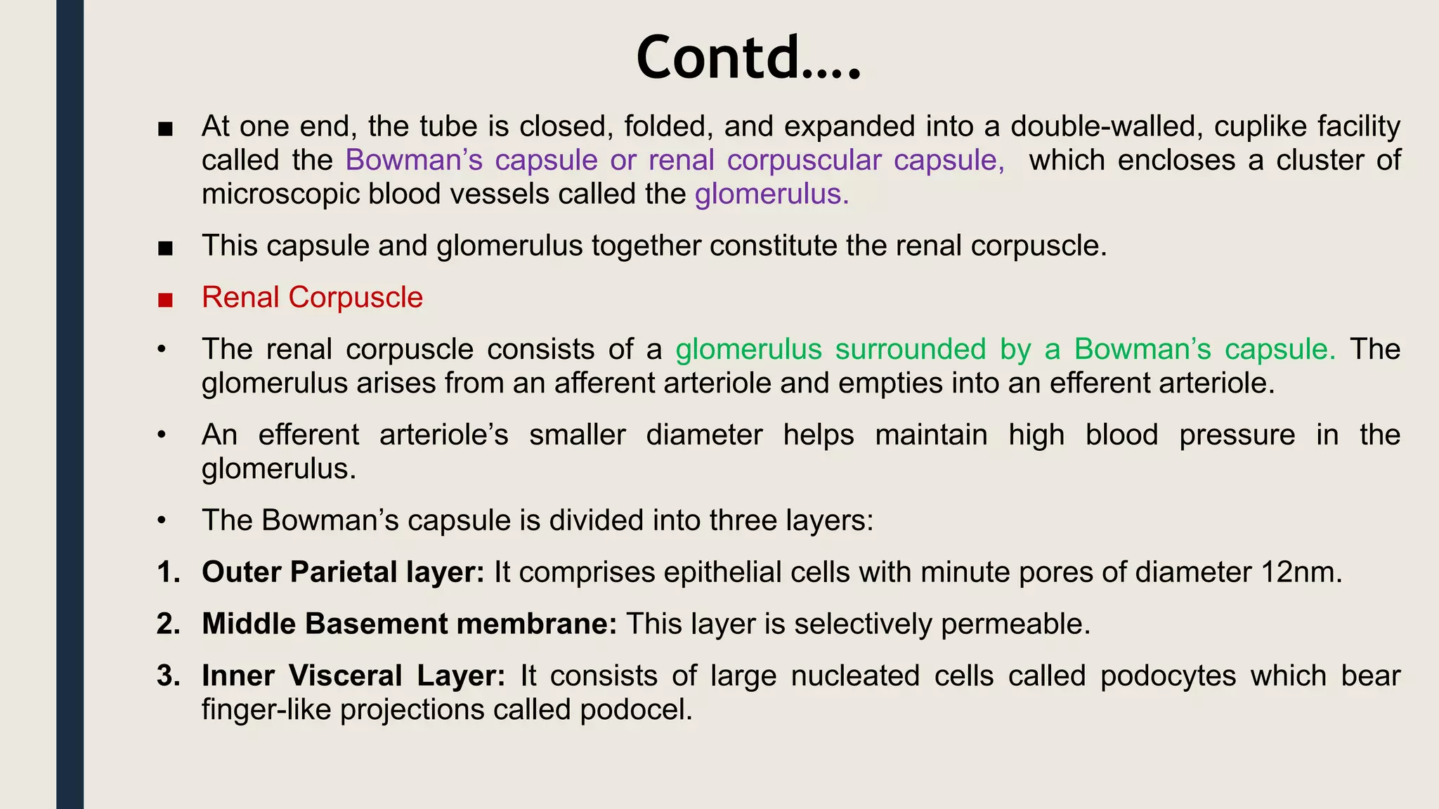 Structure and function of different parts of nephron.pptx