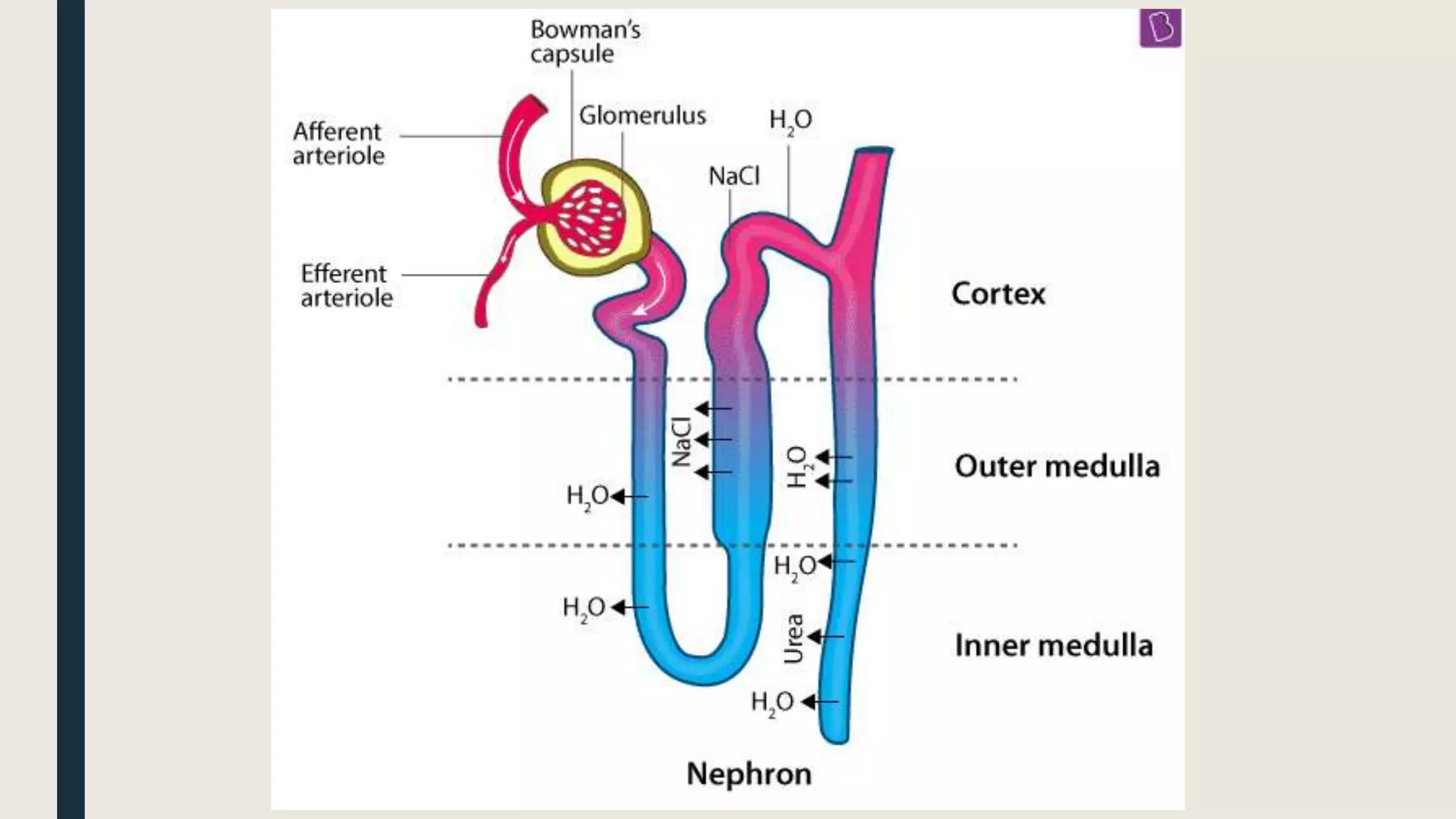 Structure and function of different parts of nephron.pptx