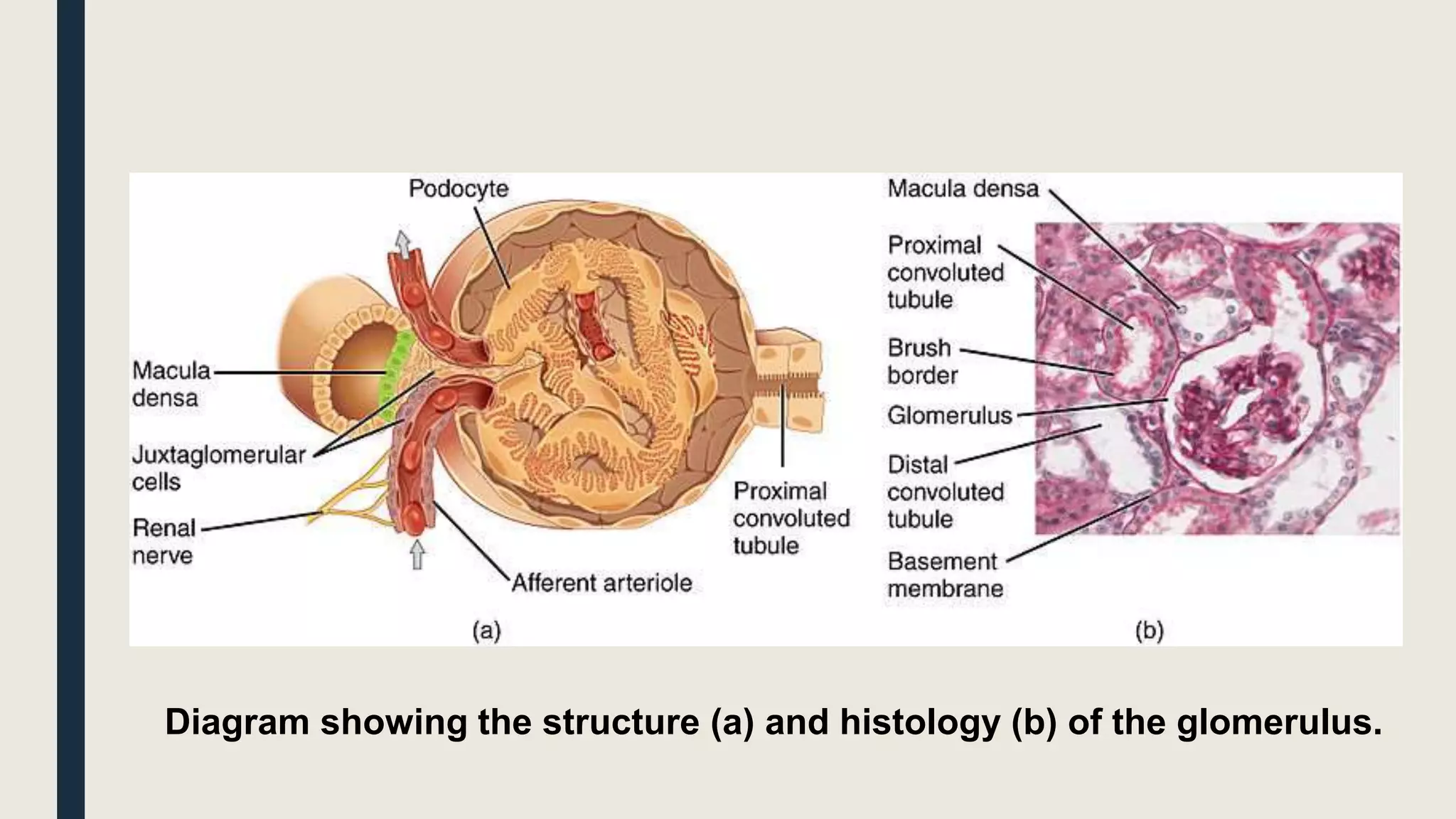 Structure and function of different parts of nephron.pptx