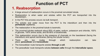 Structure and function of different parts of nephron.pptx
