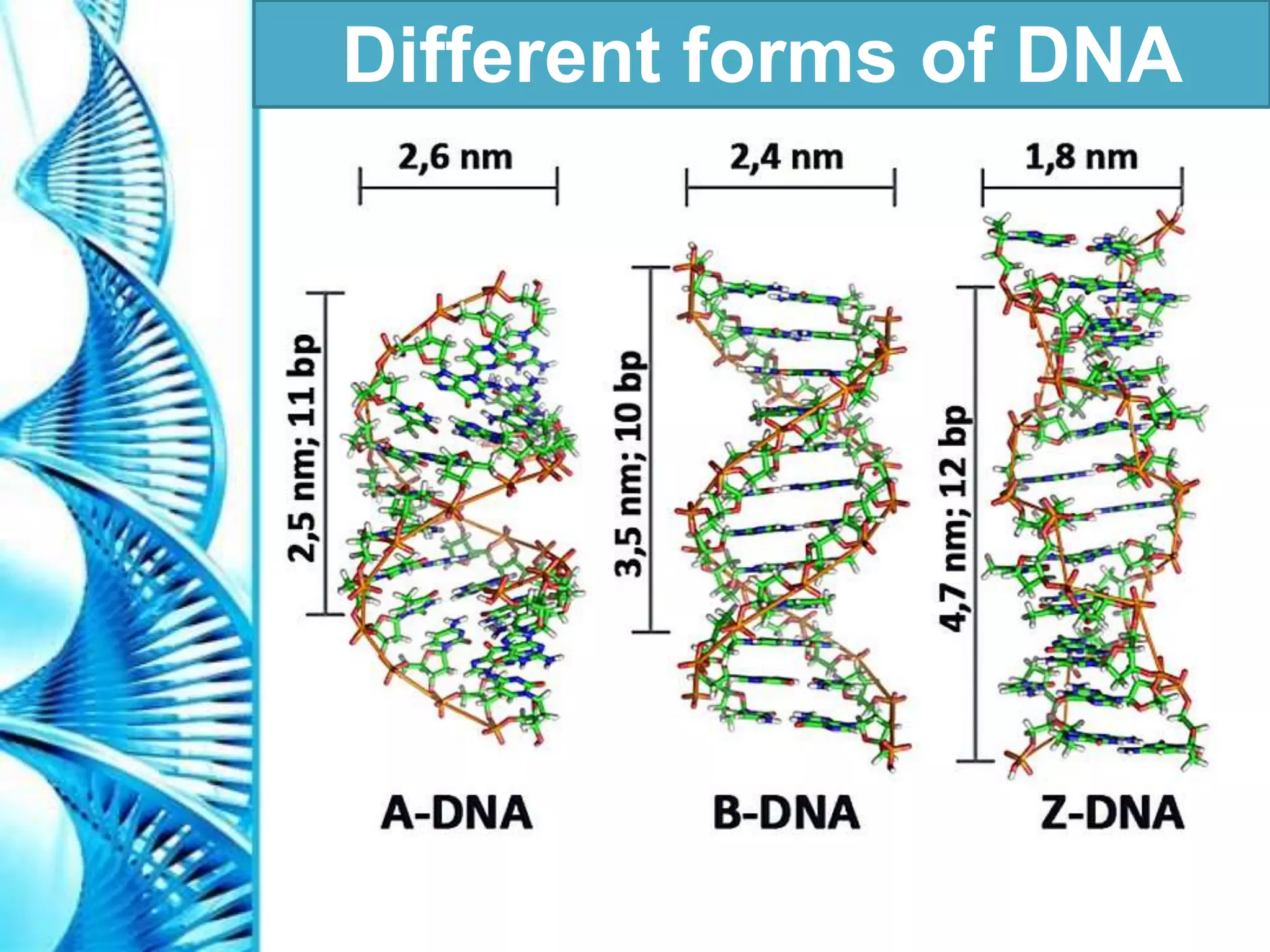 Structure and function of DNA.pptx