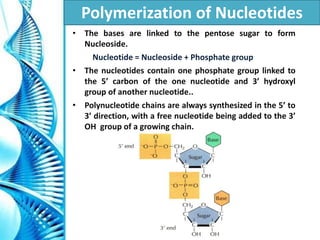 Structure and function of DNA.pptx