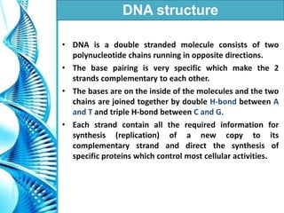 Structure and function of DNA.pptx