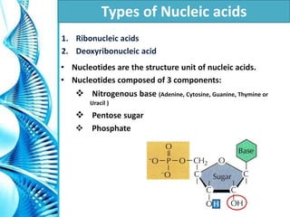 Structure and function of DNA.pptx