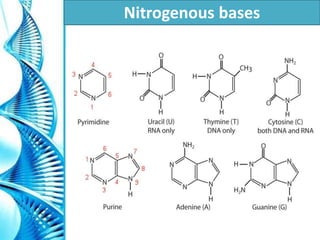 Structure and function of DNA.pptx