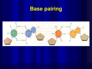 Structure and function of DNA.ppt