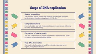 Structure and function of DNA presentation_20240204_205749_0000.pptx
