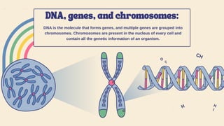 Structure and function of DNA presentation_20240204_205749_0000.pptx