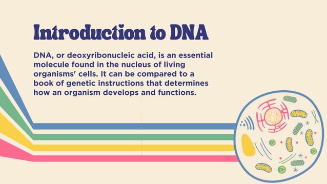 Structure And Function Of Dna Presentation 20240204 205749 0000 Pptx