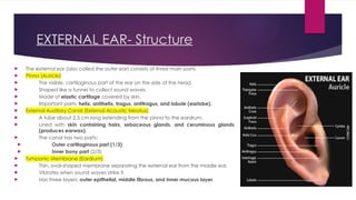 STRUCTURE AND FUNCTION OF EAR Aadya (AA03).pptx