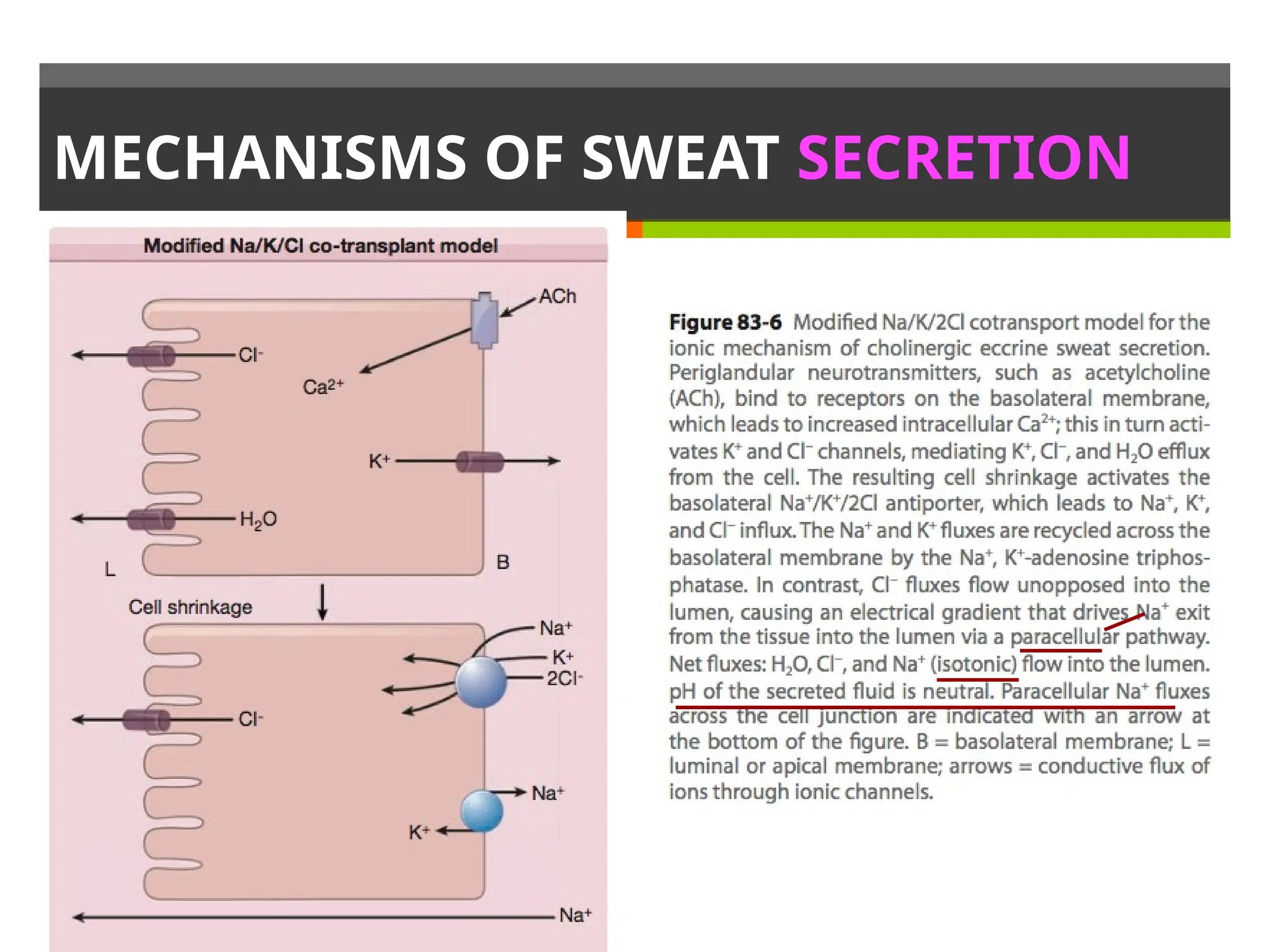 Structure and Function of Eccrine, Apocrine, and Sebaceous Glands.pptx