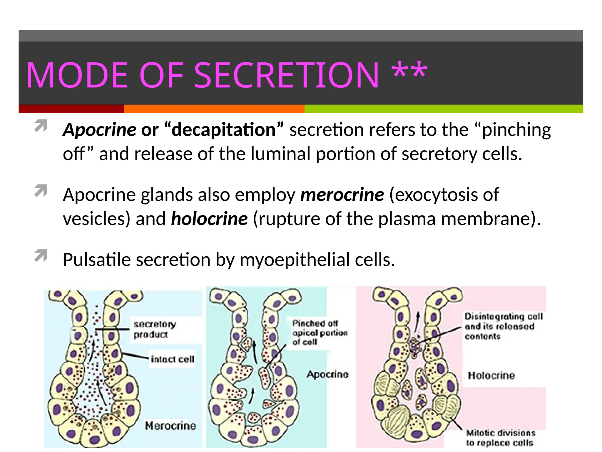 Structure and Function of Eccrine, Apocrine, and Sebaceous Glands.pptx