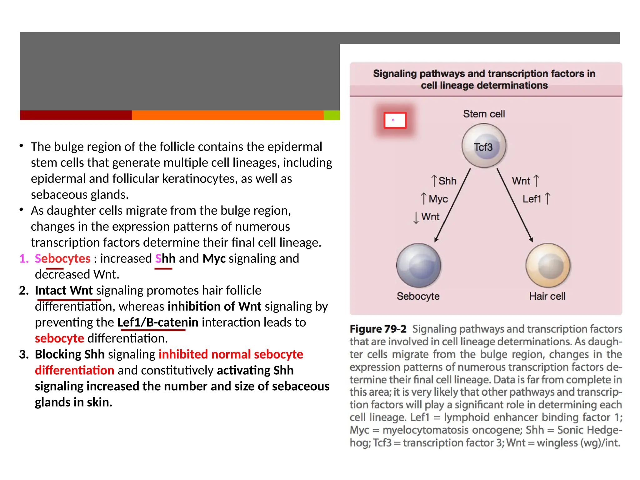 Structure and Function of Eccrine, Apocrine, and Sebaceous Glands.pptx