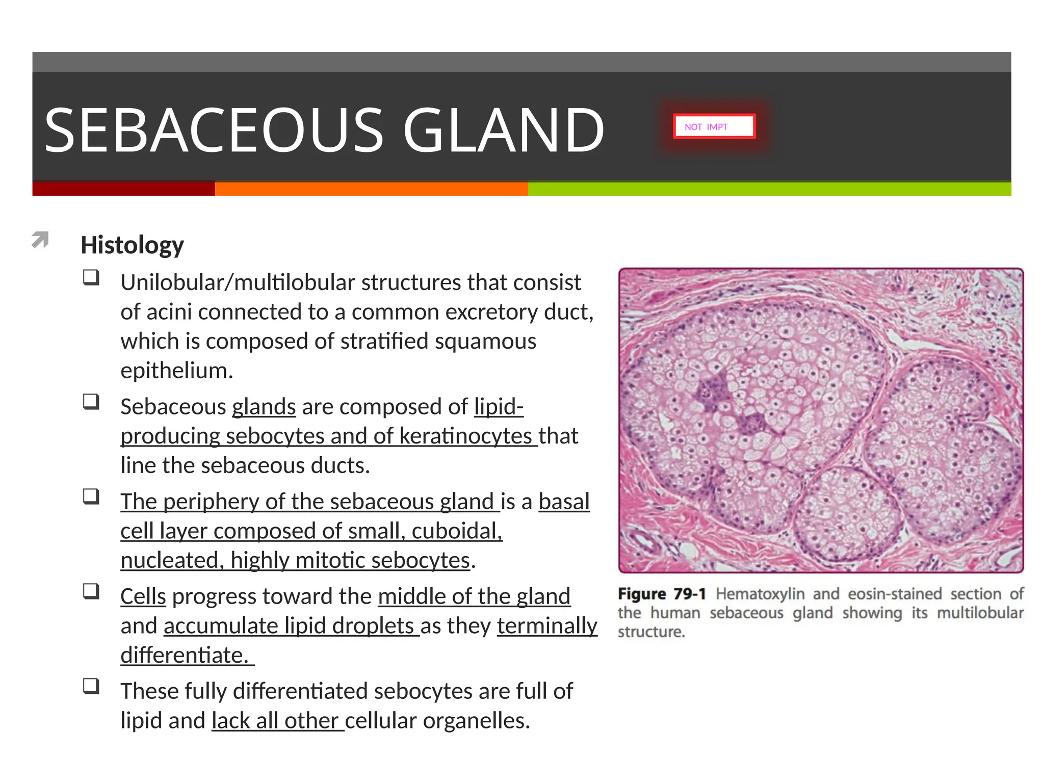 Structure and Function of Eccrine, Apocrine, and Sebaceous Glands.pptx