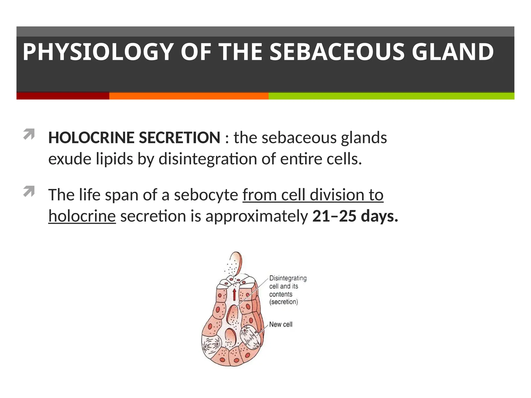 Structure and Function of Eccrine, Apocrine, and Sebaceous Glands.pptx
