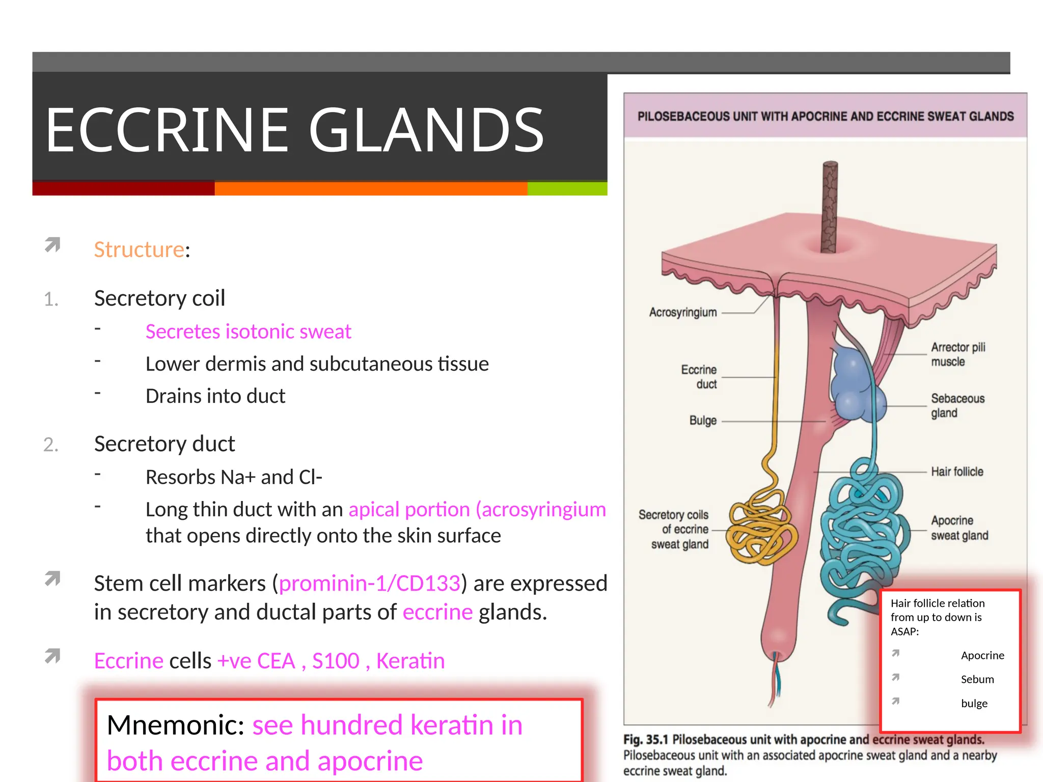 Structure and Function of Eccrine, Apocrine, and Sebaceous Glands.pptx
