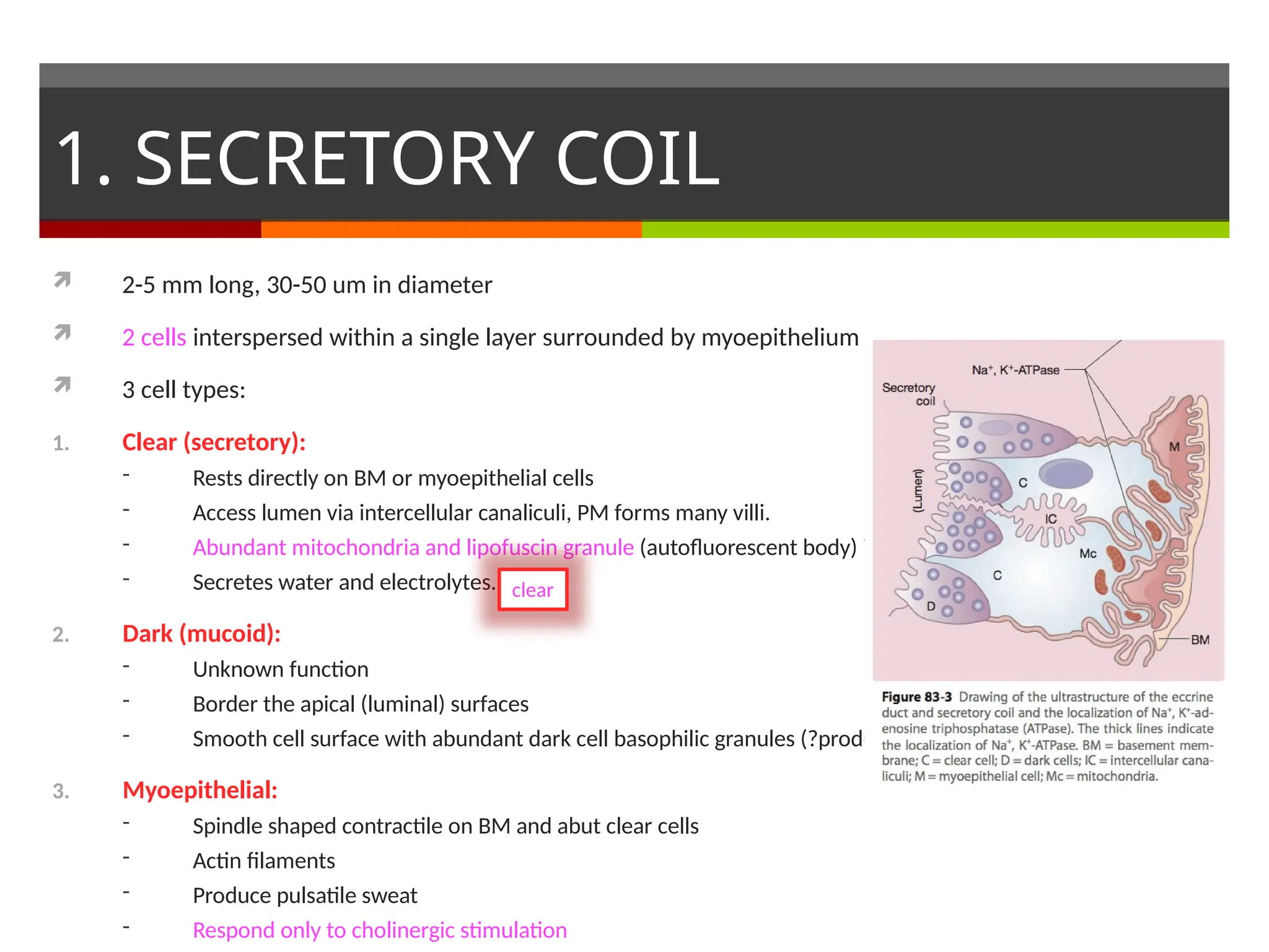 Structure and Function of Eccrine, Apocrine, and Sebaceous Glands.pptx