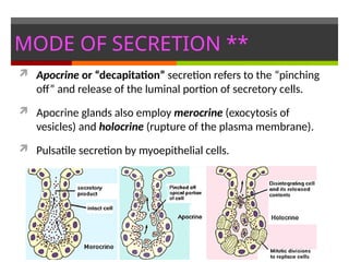 Structure and Function of Eccrine, Apocrine, and Sebaceous Glands.pptx