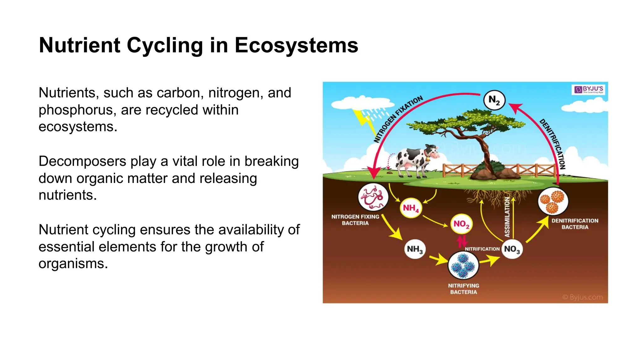Structure And Function Of Ecosystem.pptx | Geography | Science