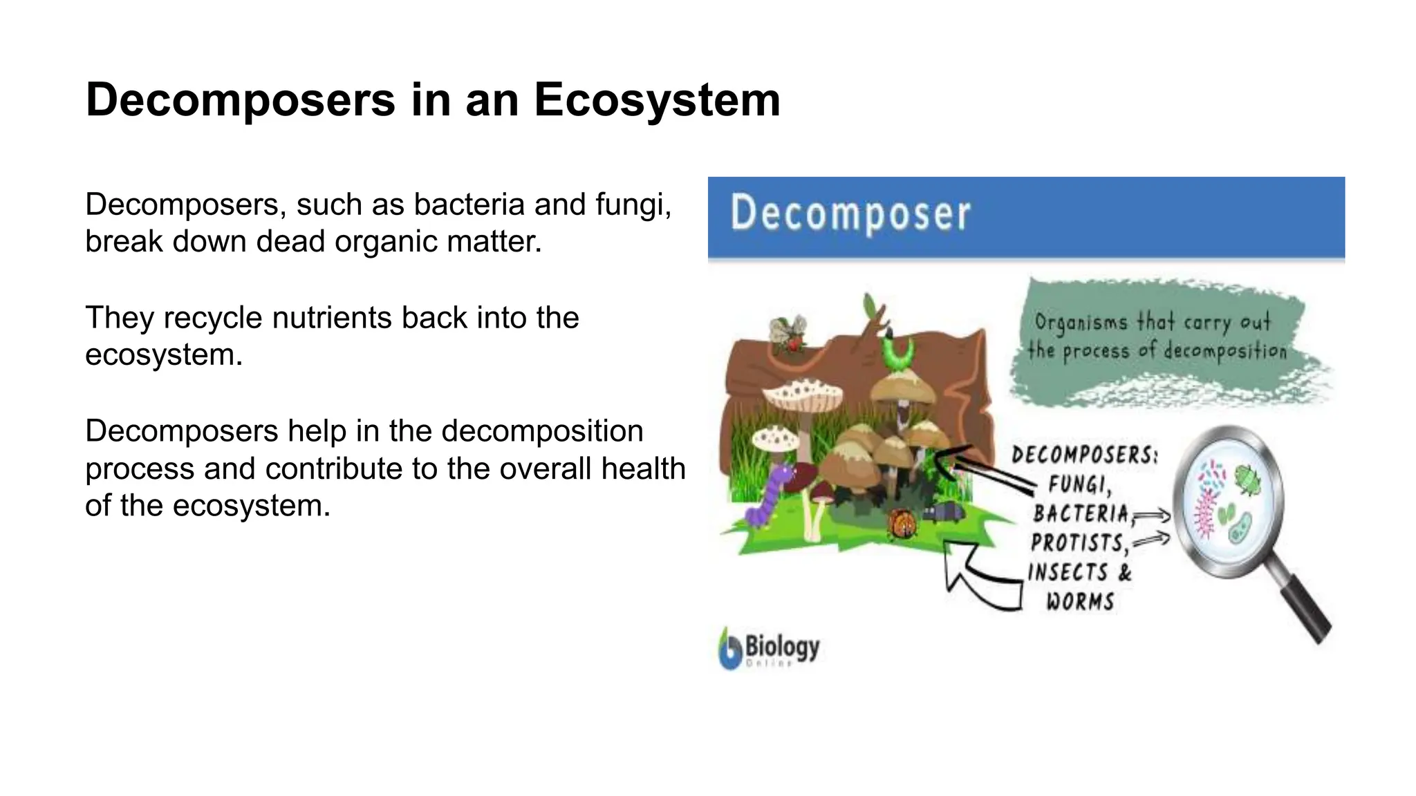 Structure And Function Of Ecosystem.pptx | Geography | Science
