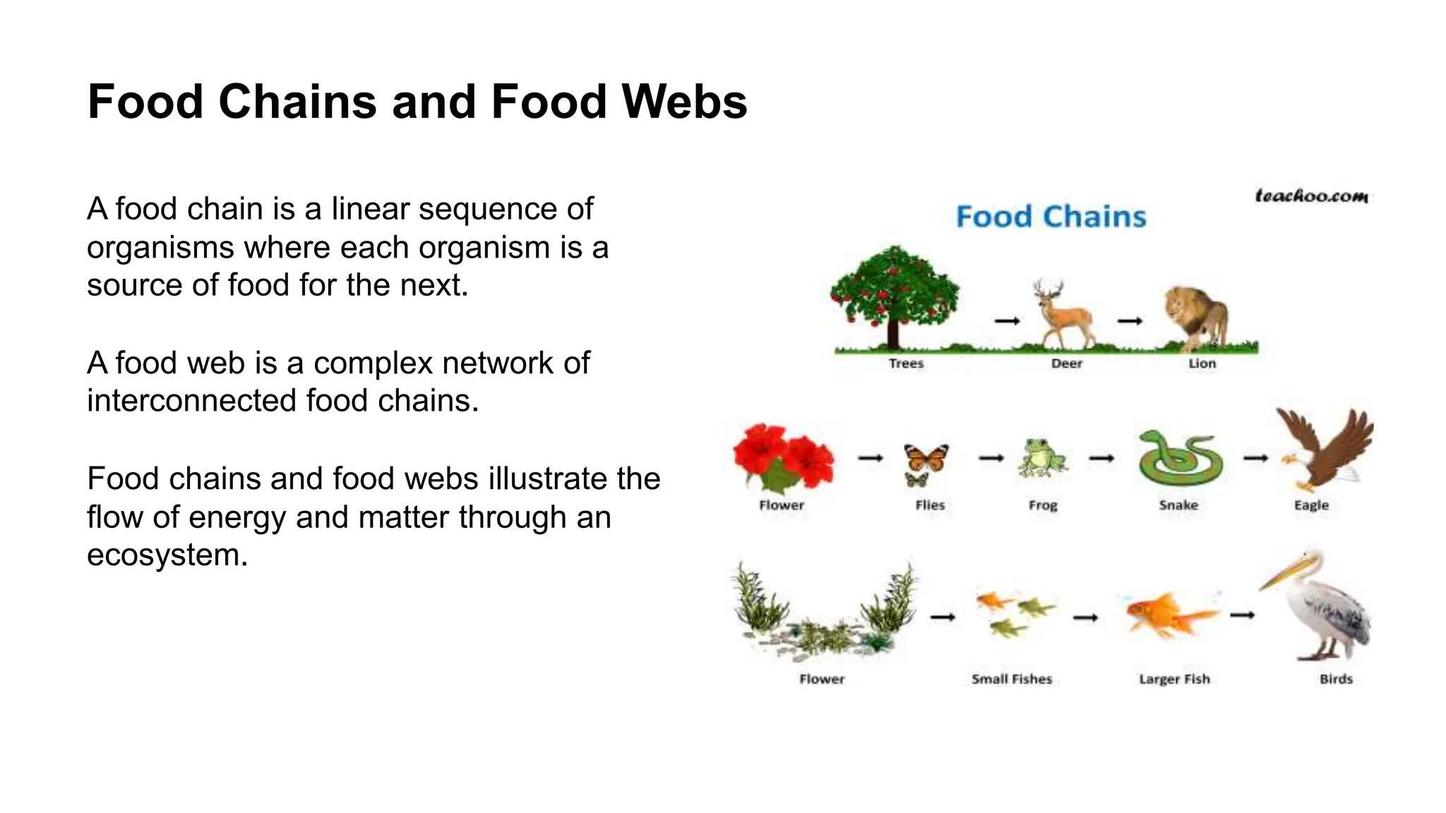 Structure And Function Of Ecosystem.pptx | Geography | Science