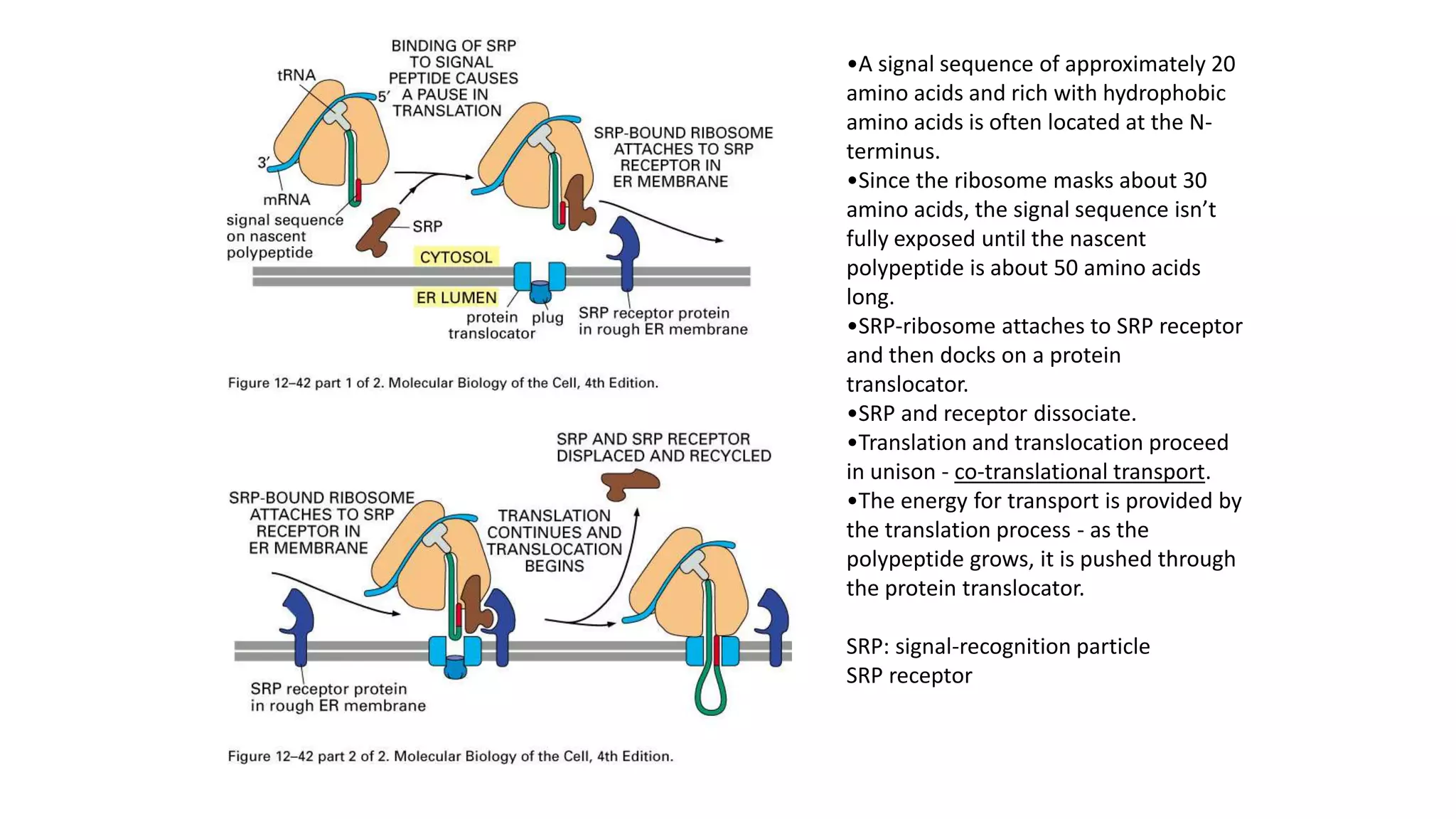 Structure and function of endoplasmic reticulum and golgi.pptx