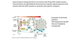 Structure and function of endoplasmic reticulum and golgi.pptx