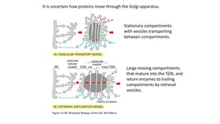 Structure and function of endoplasmic reticulum and golgi.pptx