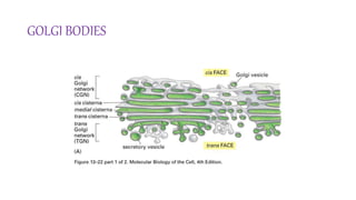Structure and function of endoplasmic reticulum and golgi.pptx