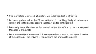 Structure and function of endoplasmic reticulum and golgi.pptx