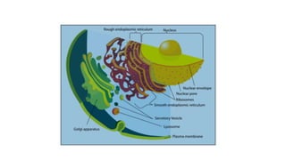 Structure and function of endoplasmic reticulum and golgi.pptx