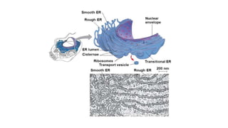 Structure and function of endoplasmic reticulum and golgi.pptx